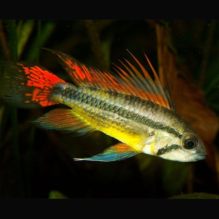 Apistogramma Cacatuoides double red