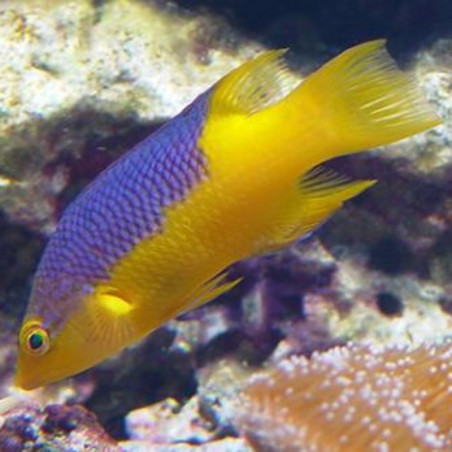 Bodianus rufus : 4 cm