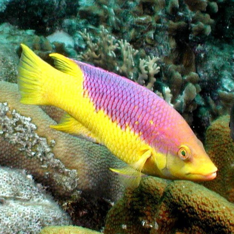 Bodianus rufus : 4 cm