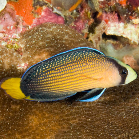 Manonichthys splendens 5-7 cm 43,50