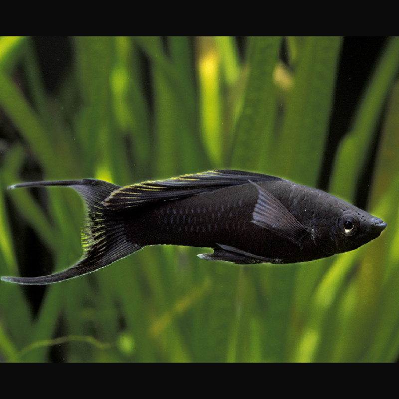 Poecillia Sphenops-Black Mollys