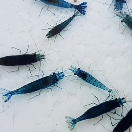 Crevette carbon blue Rili