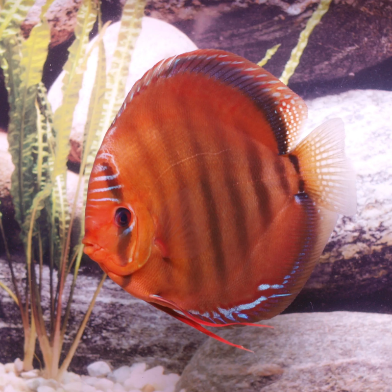 Discus Santarem Stendker d'élevage Allemand 8 cm