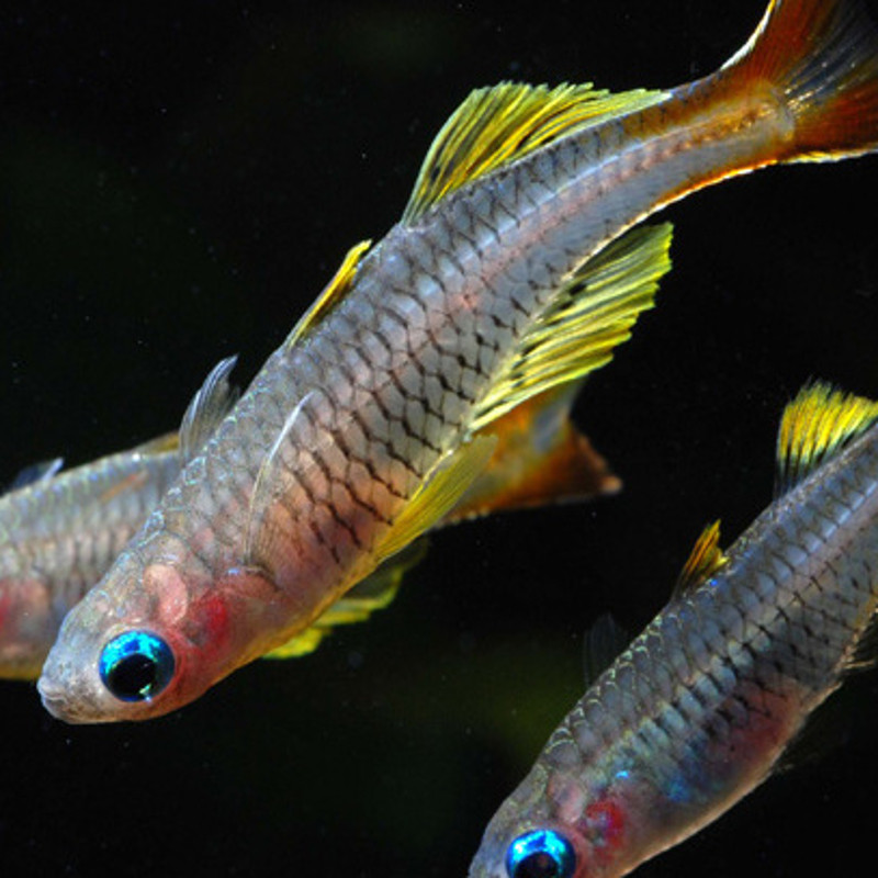 Popondetta Furcata - Pseudomugil furcatus 2-3cm