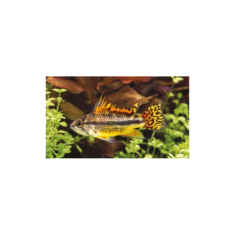 Apistogramma Cacatuoides double red