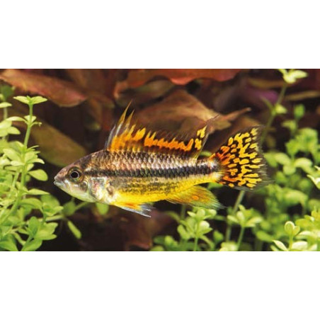 Apistogramma Cacatuoides double red