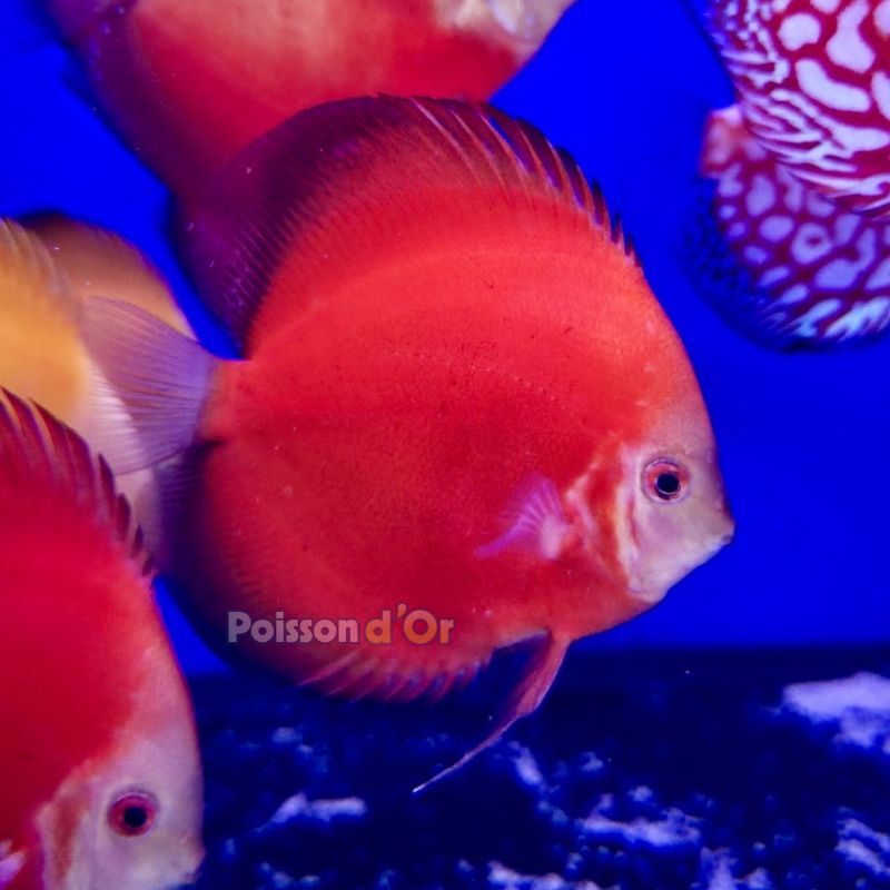 Discus Red Diamond 10-11cm