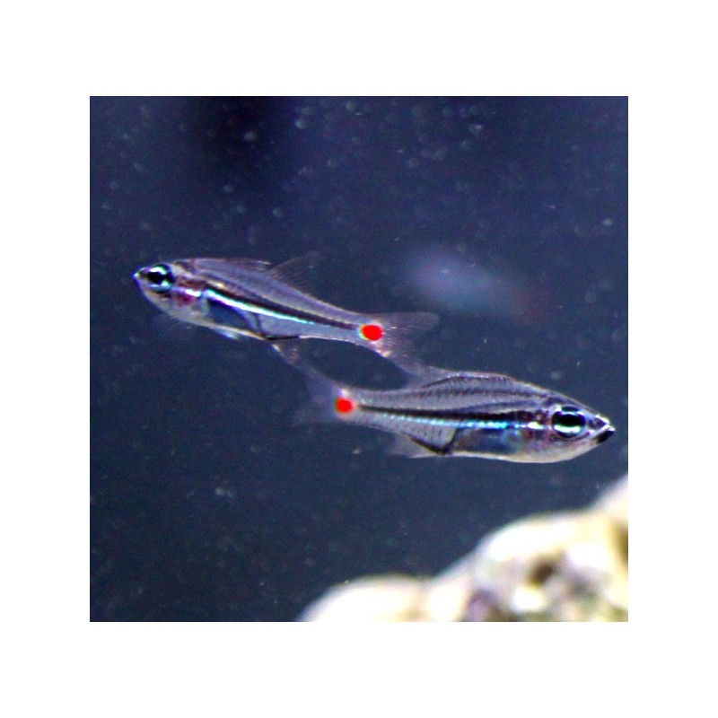 Apogon Parvulus - Ostorhinchus parvulus*